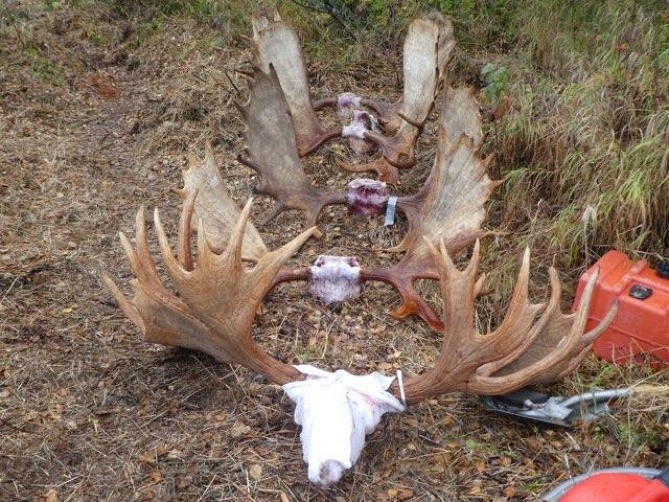 Guided Alaska Moose Hunt | Huge Alaska Trophy Moose 2021